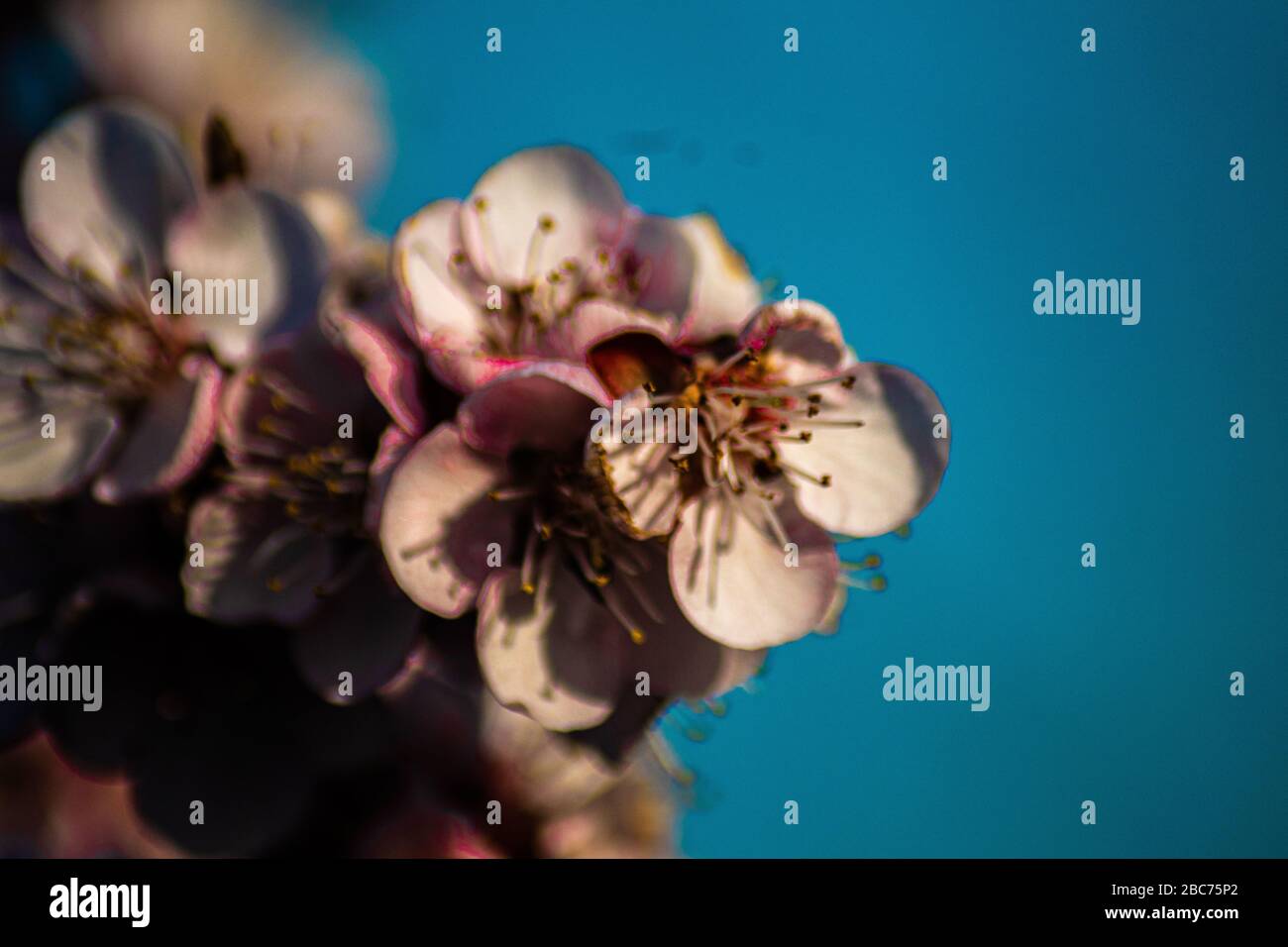 Flowers of April Stock Photo - Alamy