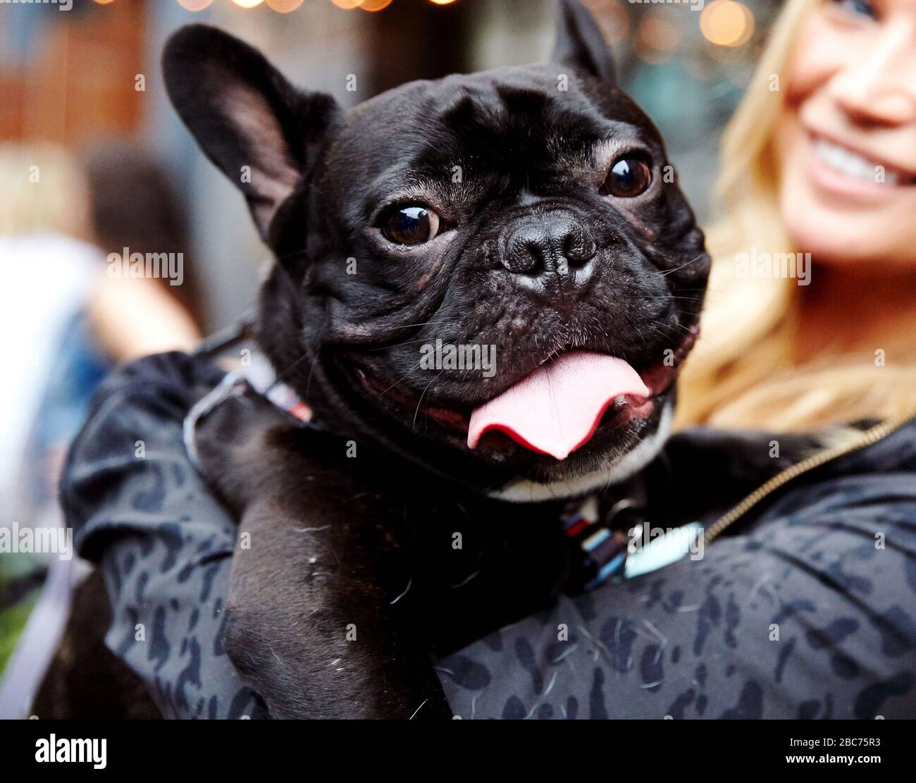 A happy French Bulldog being embraced by it's smiling owner Stock Photo ...