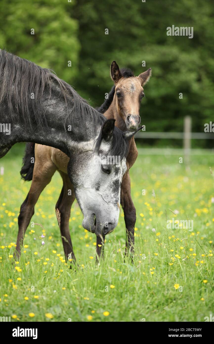 Beautiful mare with its foal standing together on pasturage Stock Photo ...