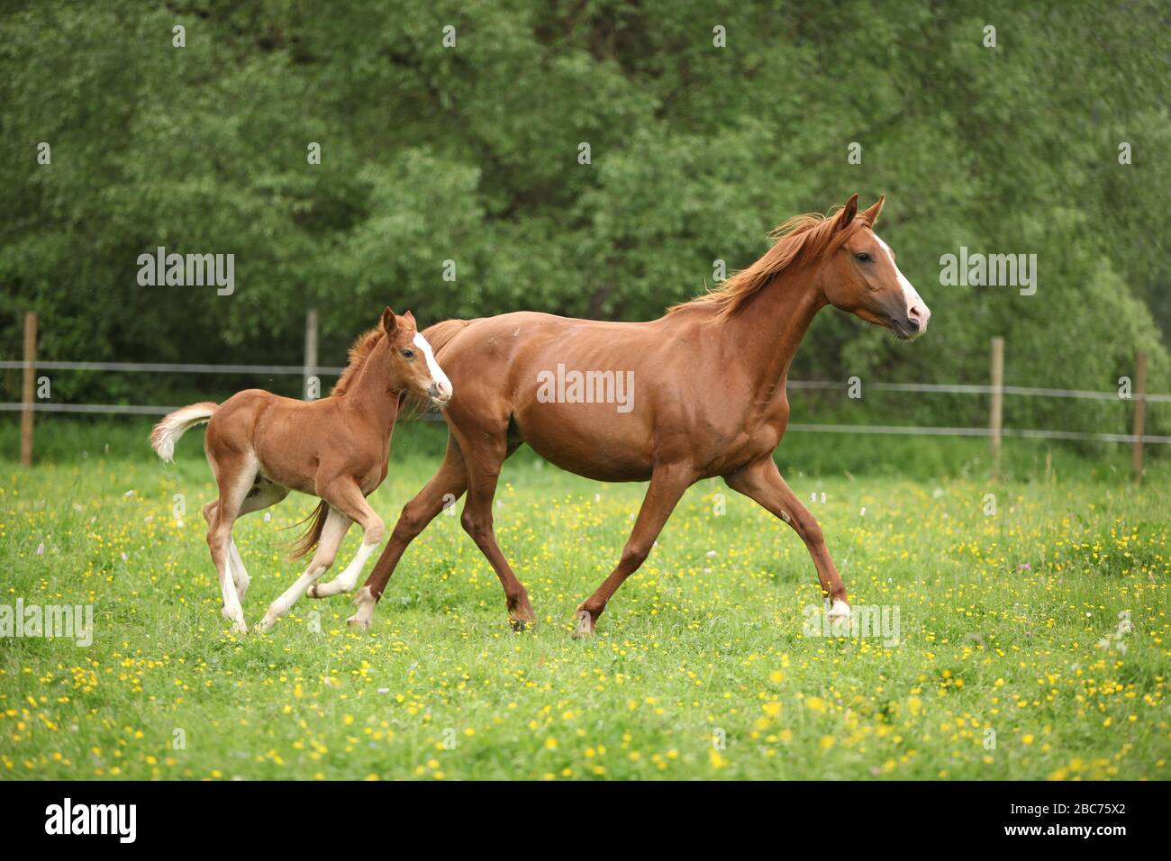 Lovely couple - mare with its foal - running togetheron pasturage Stock ...