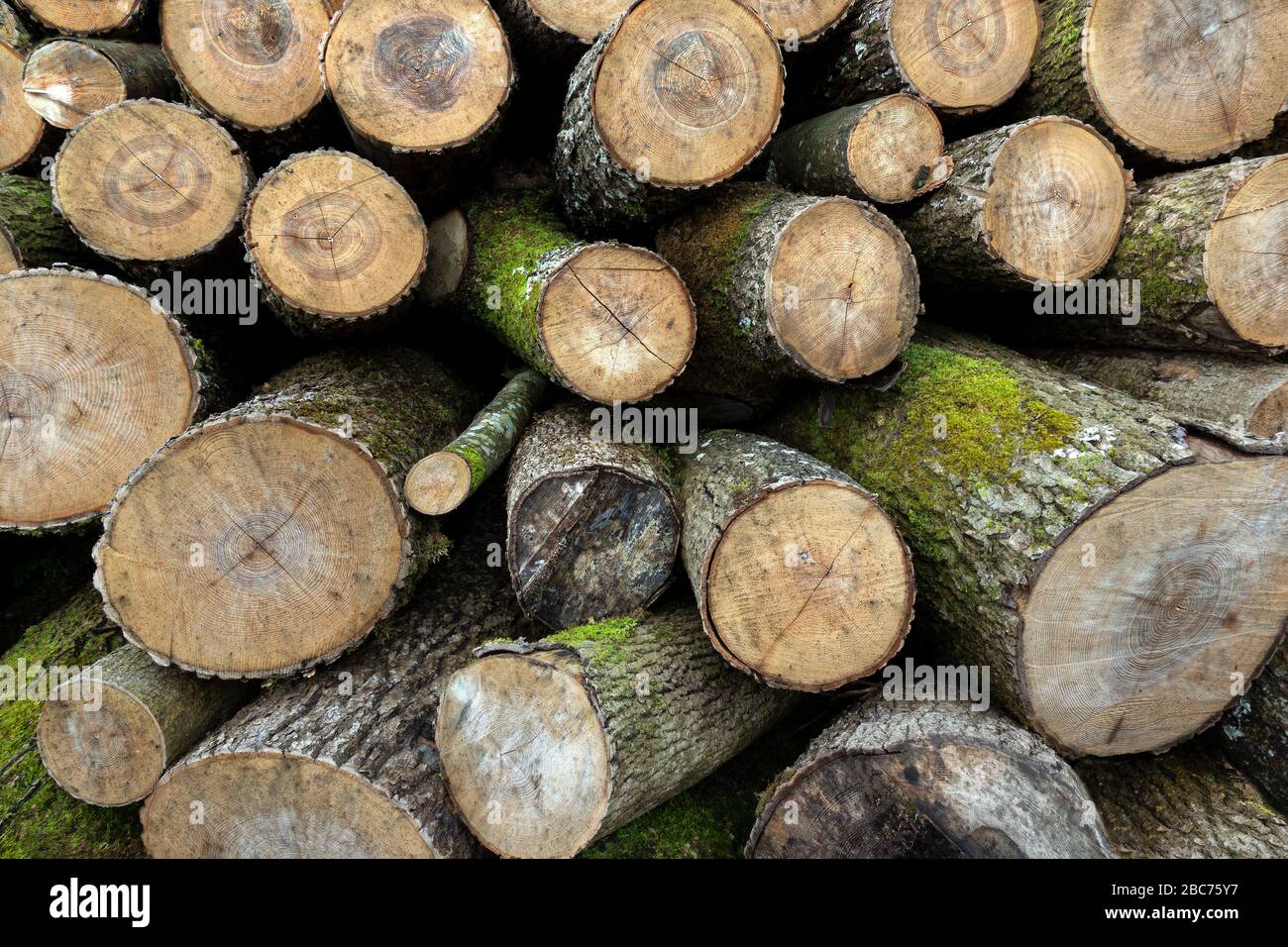 Medium sized tree hi-res stock photography and images - Alamy