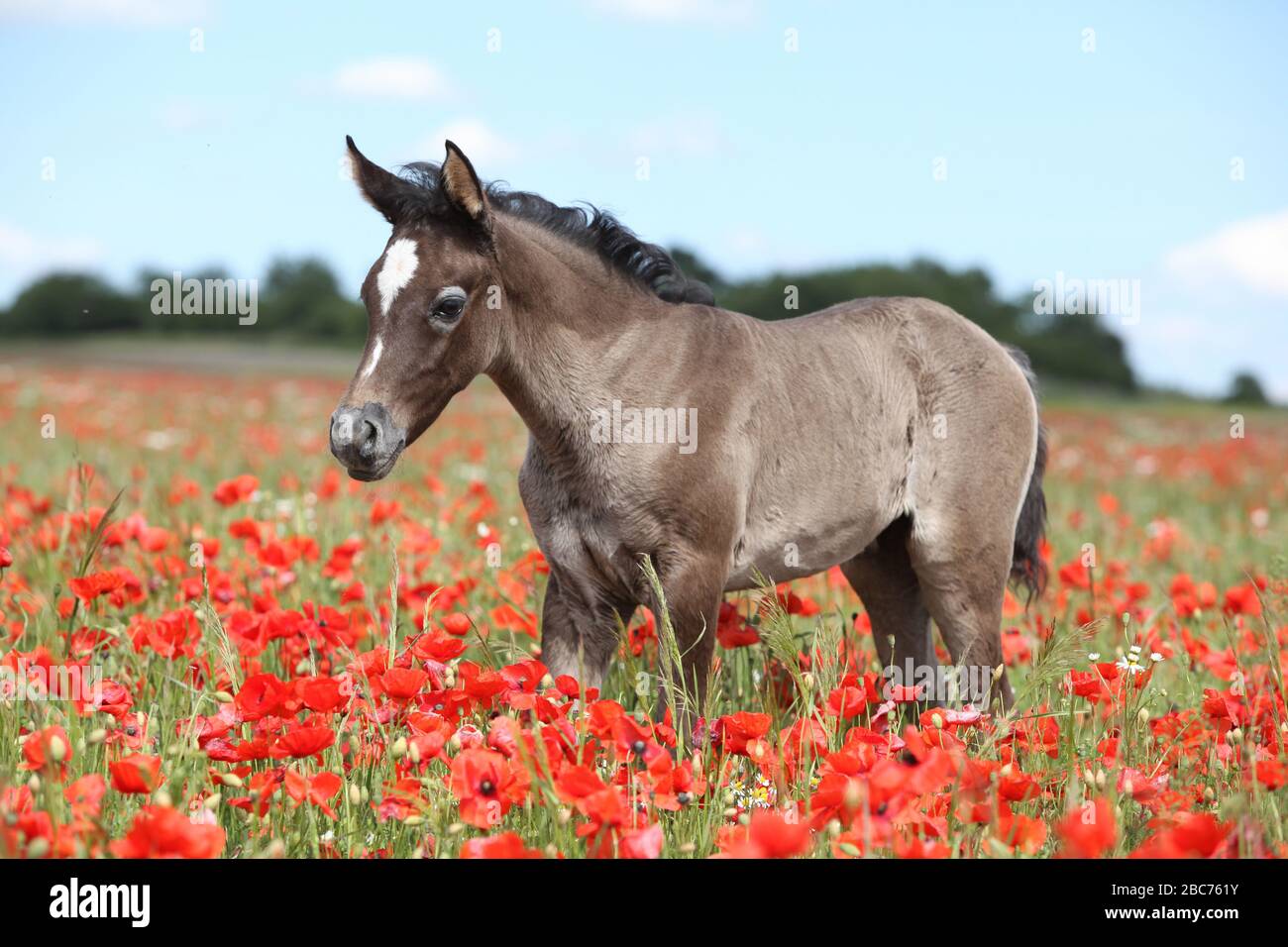 Amazing arabian foal standing in red poppy field alone Stock Photo - Alamy