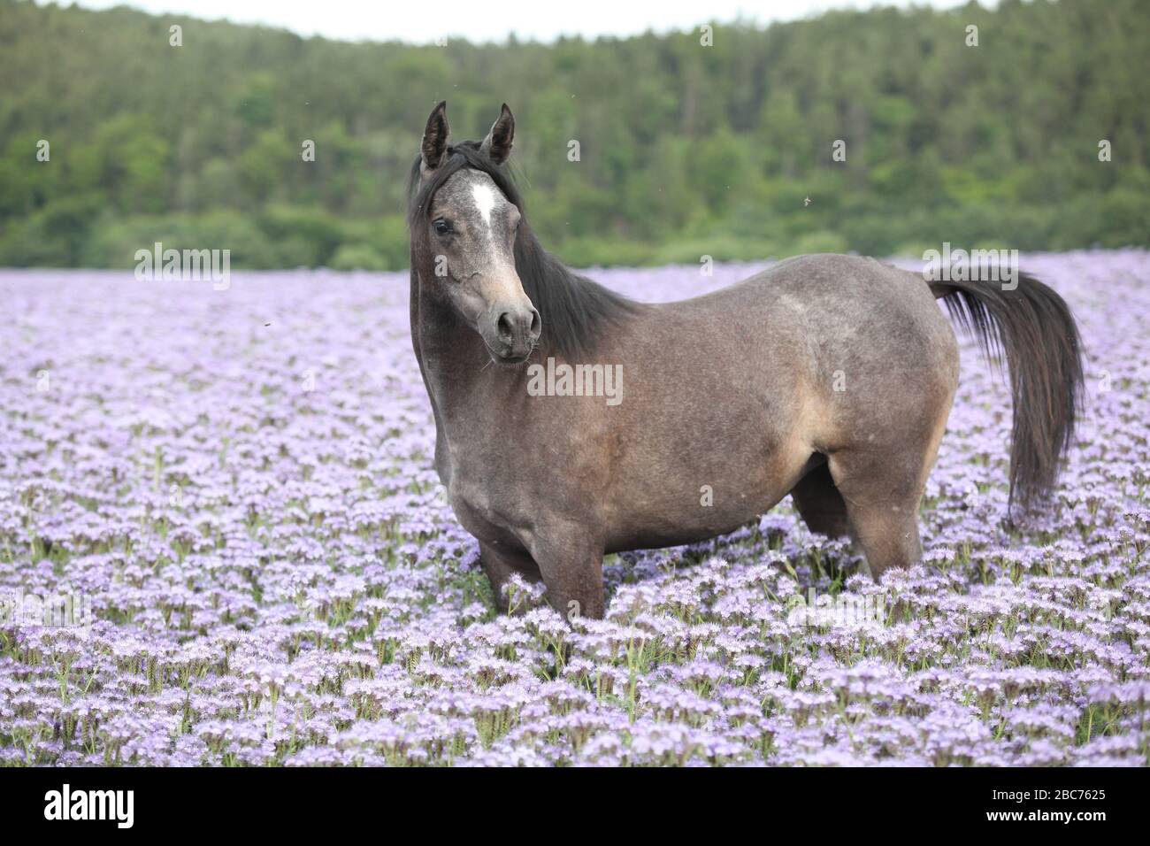 Nice arabian horse standing in fiddleneck field alone Stock Photo - Alamy