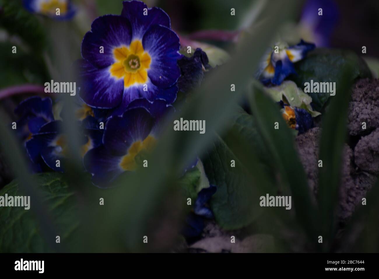 Flowers of April Stock Photo - Alamy