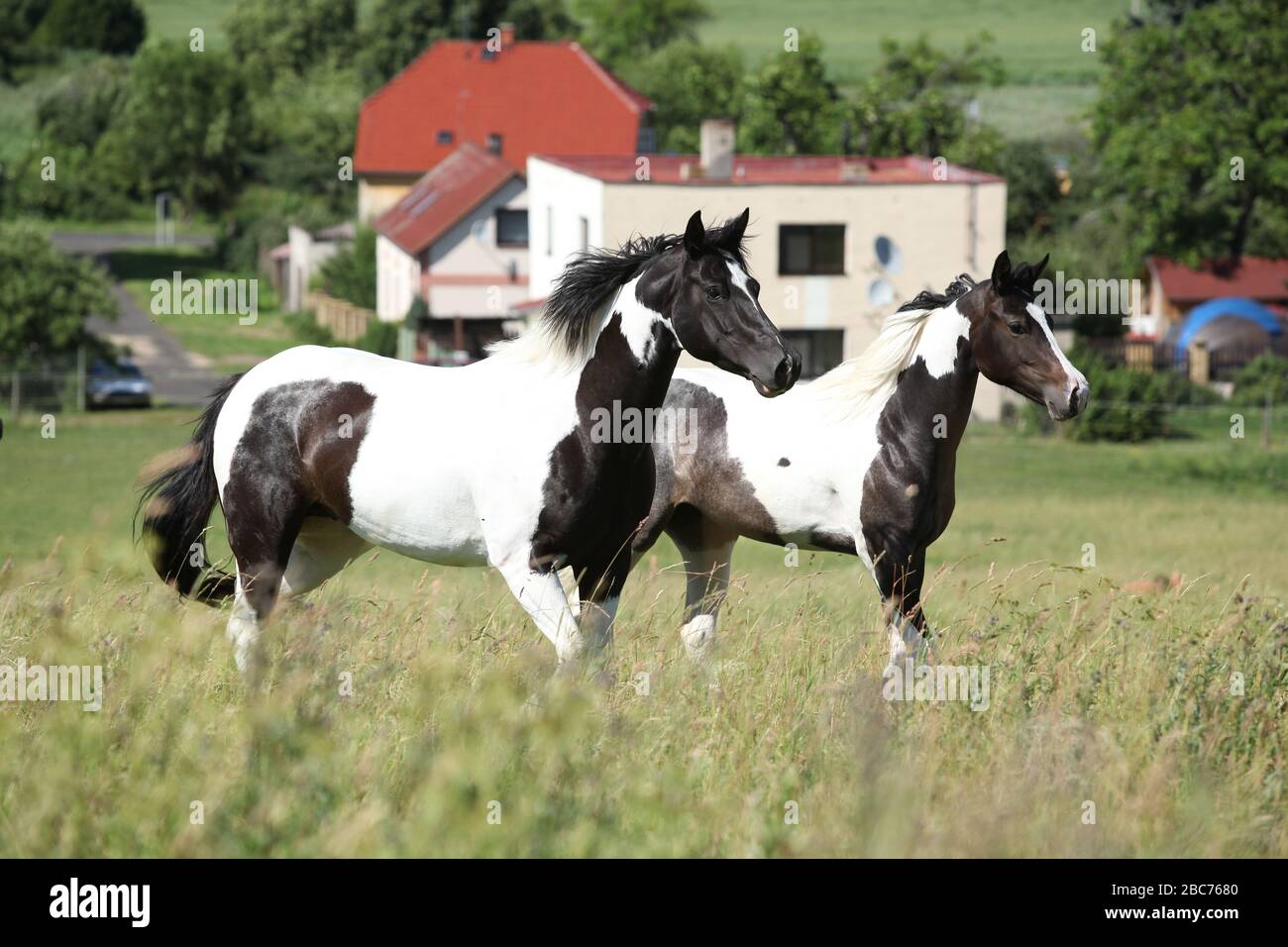 Young horses in stable hi-res stock photography and images - Alamy