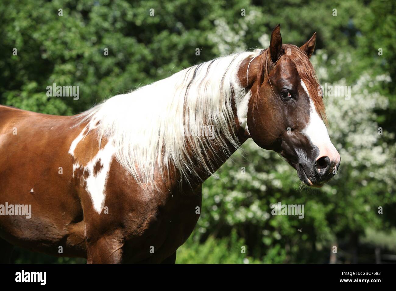 Portrait of beautiful paint horse stallion with western halter Stock ...