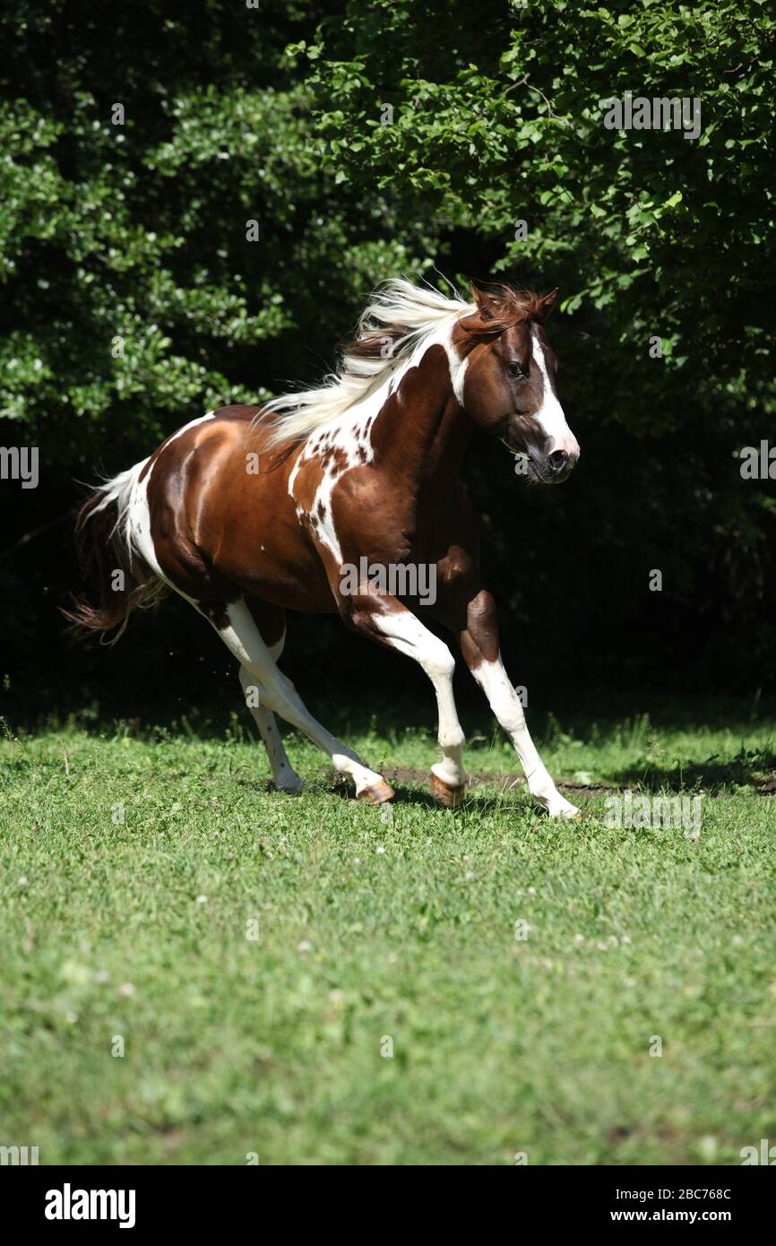 Amazing paint horse stallion running in front of dark background Stock ...
