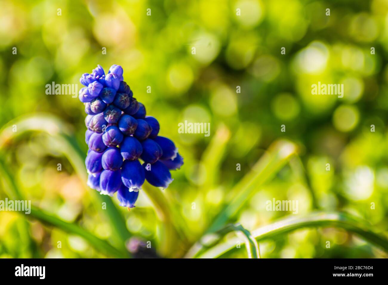 Flowers of April Stock Photo - Alamy