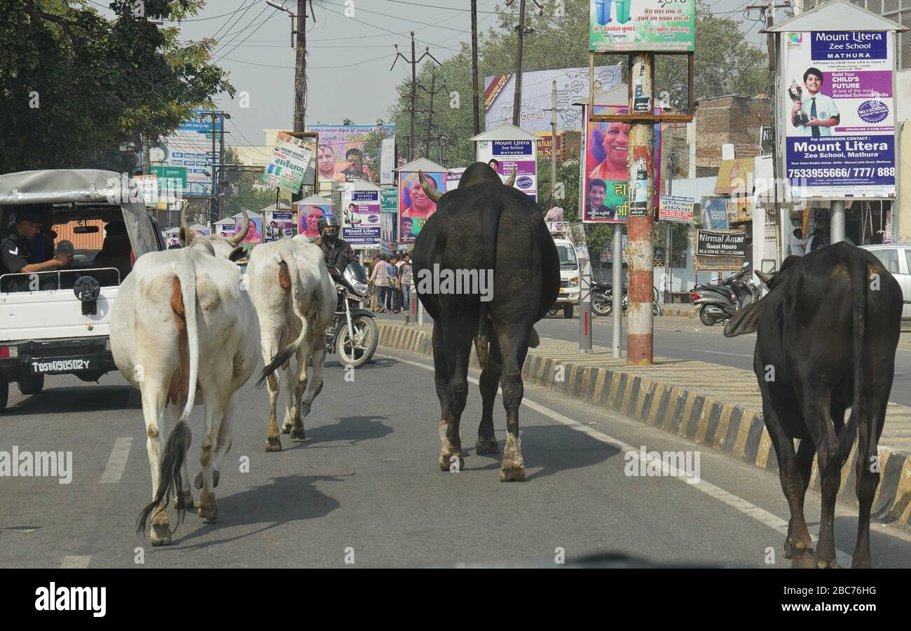 Birthplace of lord krishna hi-res stock photography and images - Alamy