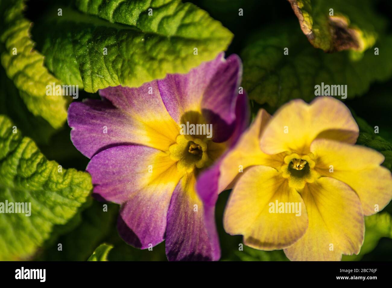 Flowers of April Stock Photo - Alamy