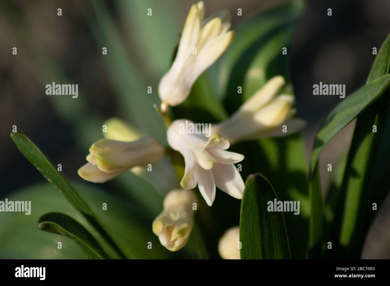 Flowers of April Stock Photo - Alamy