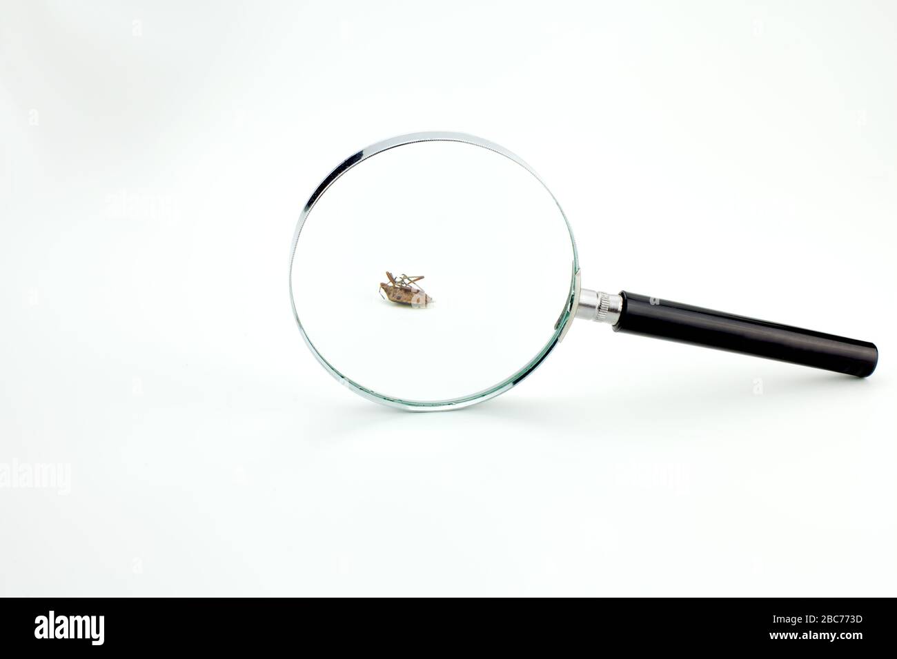 Document Search Bug Search Stock Photo - Alamy
