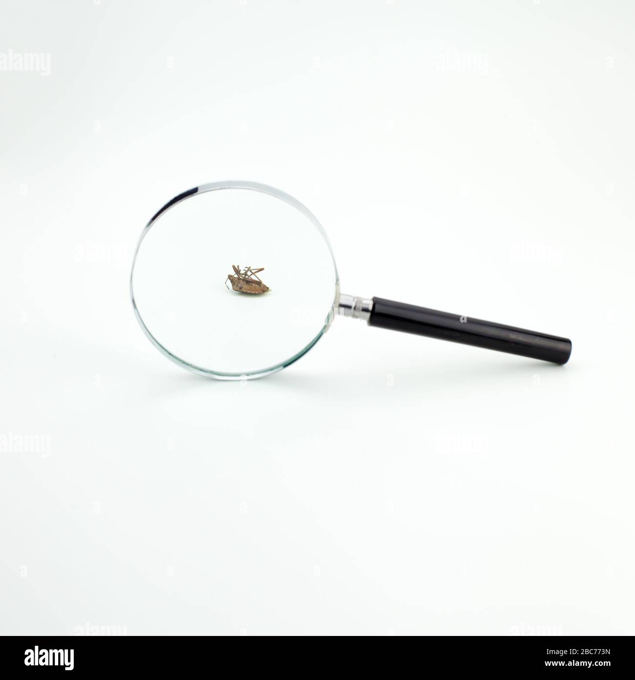 Document Search Bug Search Stock Photo - Alamy