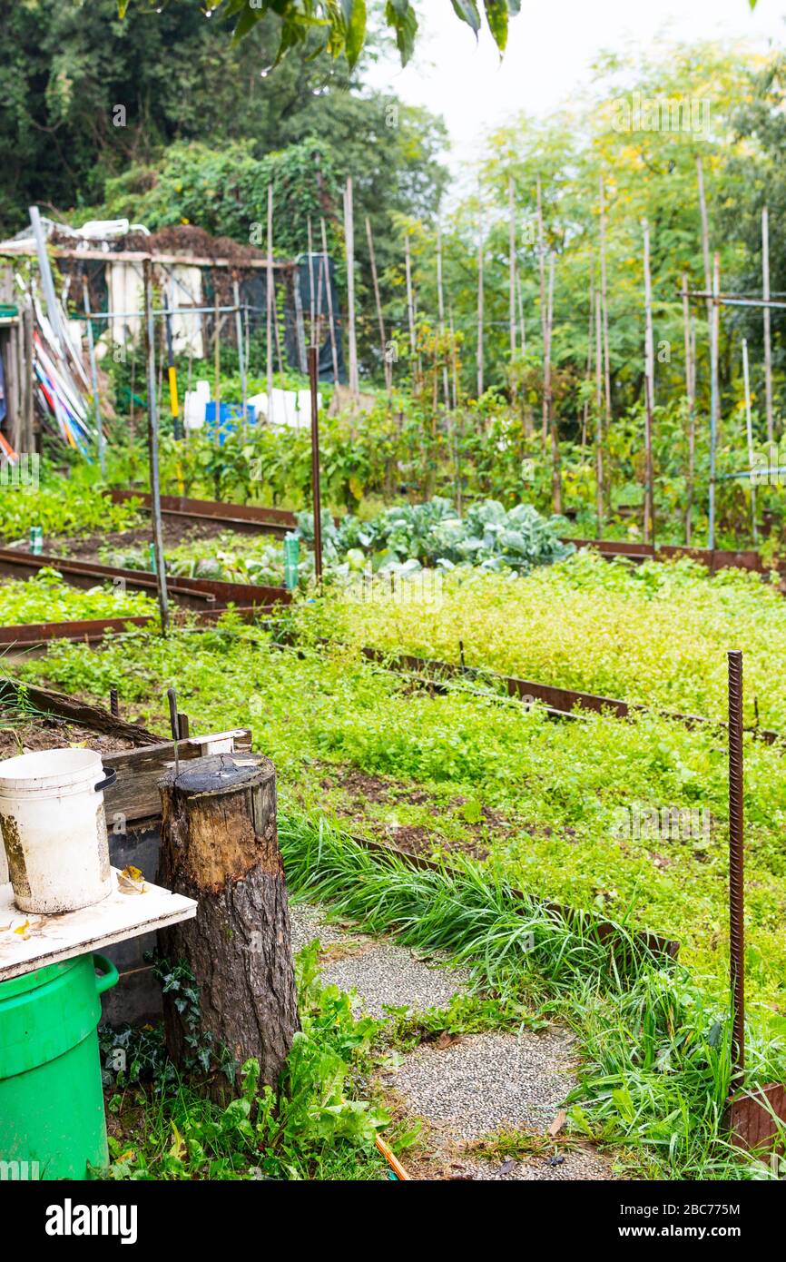 Overgrown garden to the abandoned house. People use bulky waste to ...