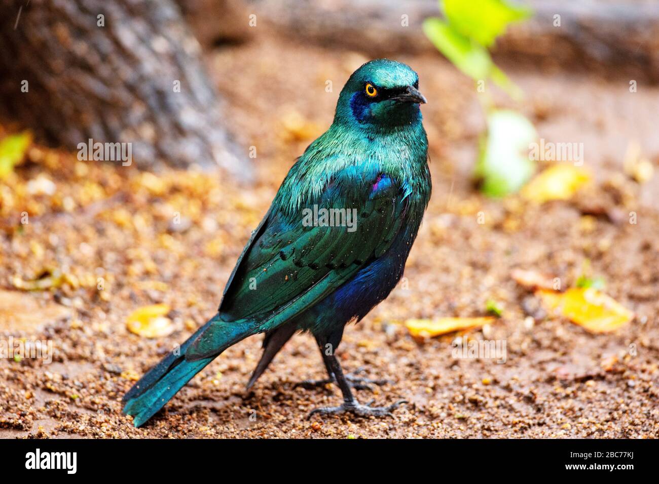 A Cape Glossy Starling Foraging on the Ground in the Kruger National ...