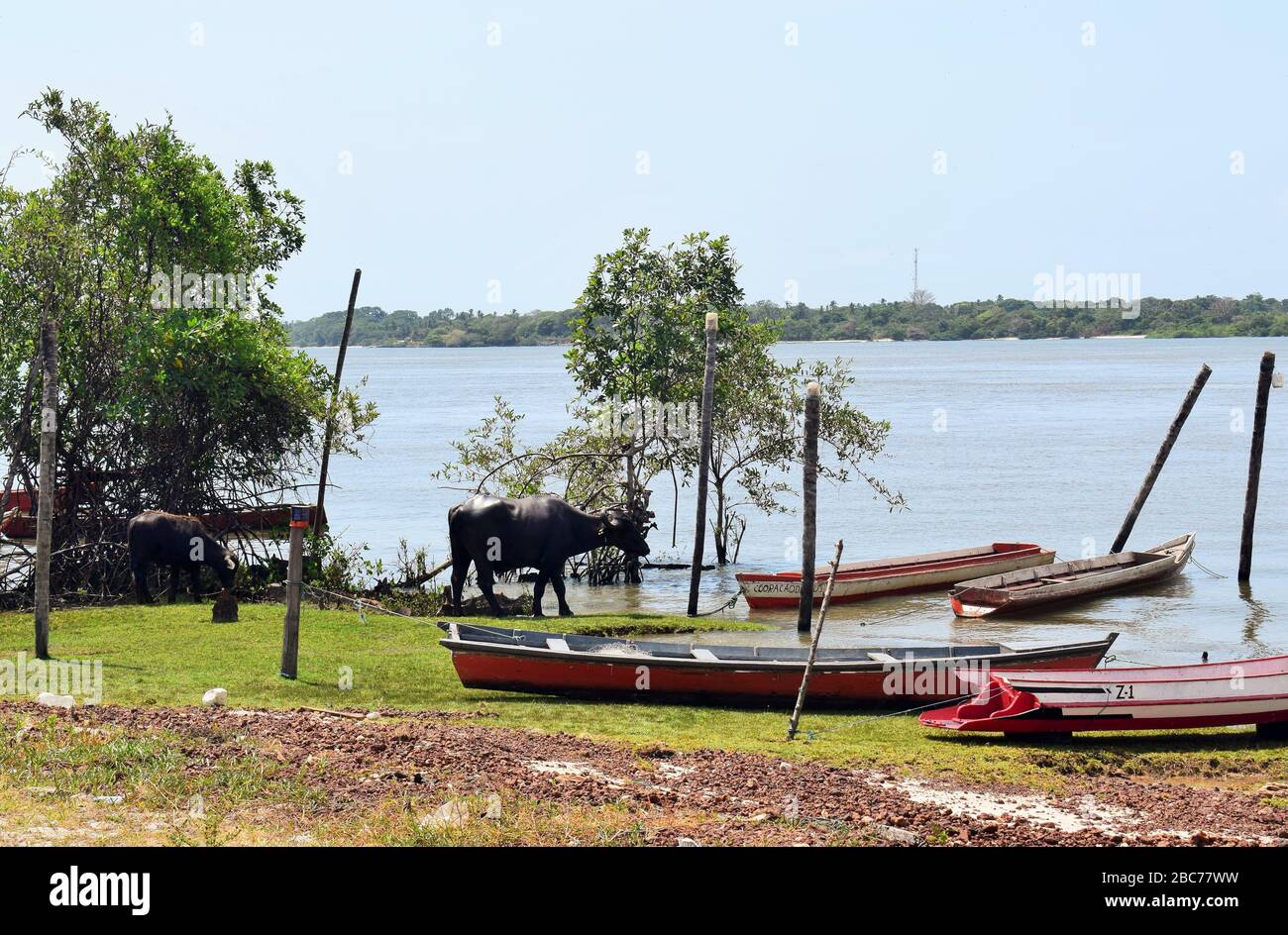 Buffalo boat hi-res stock photography and images - Alamy