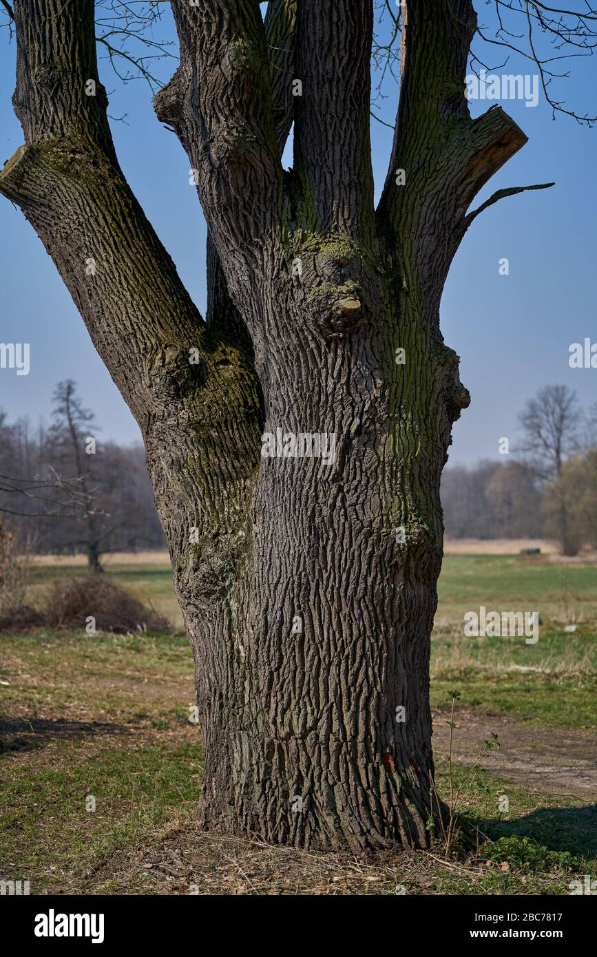 Old common oak tree hi-res stock photography and images - Alamy