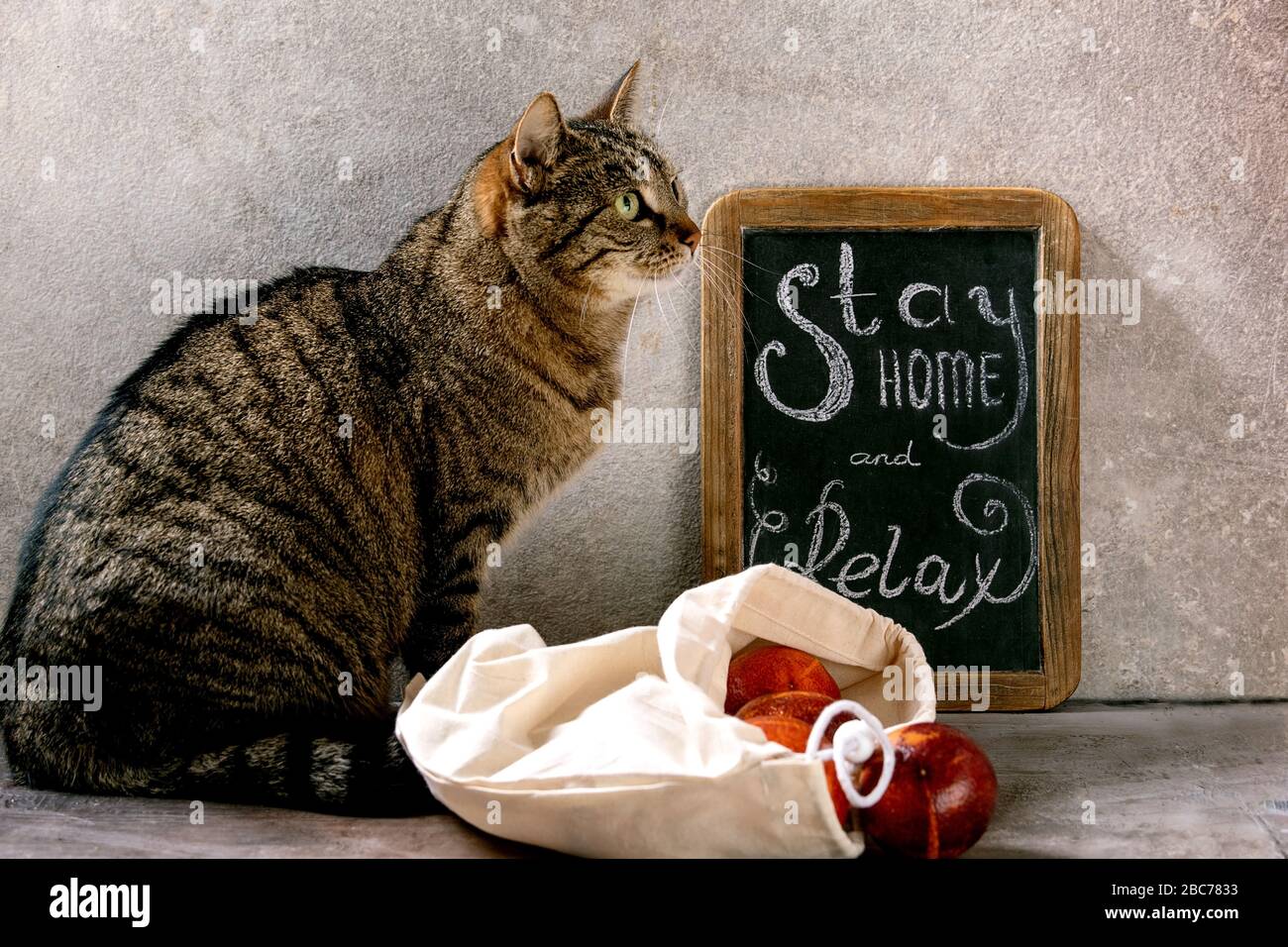 Cat stay home concept Stock Photo - Alamy