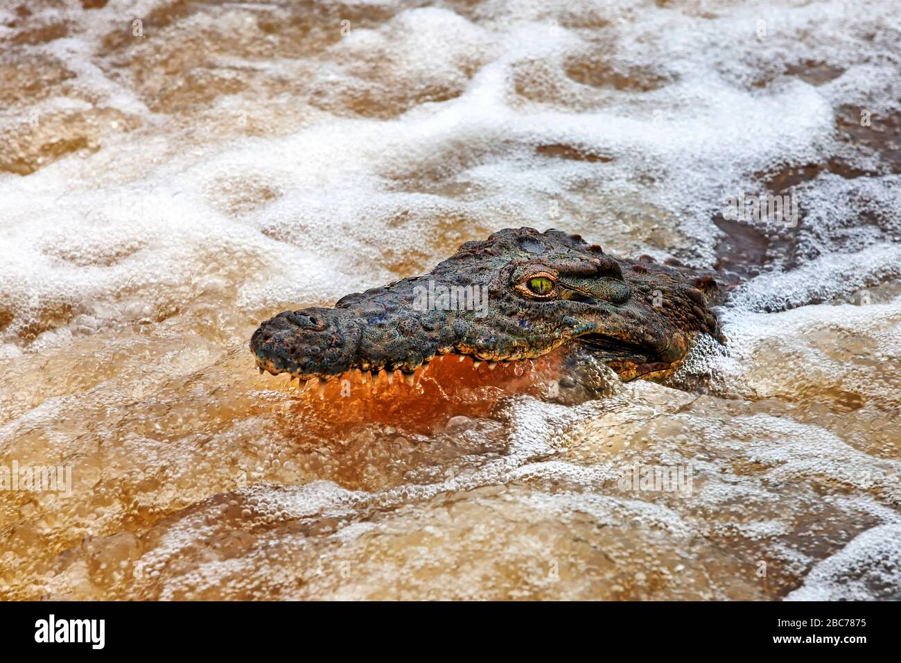Nile Crocodile Open-jaw Ambush Fishing in a Fast Flowing River in the ...