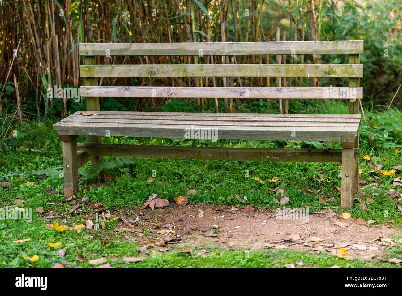 bench at forest Stock Photo - Alamy