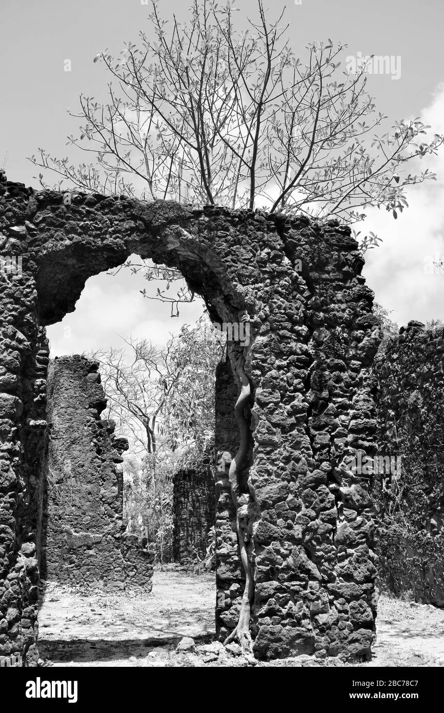 The tree in the ruins Stock Photo - Alamy