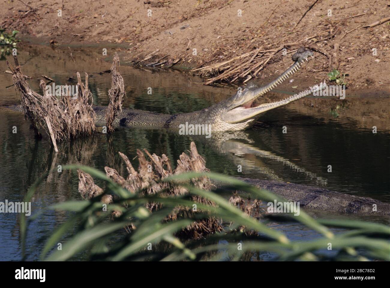 Gharial (Gavialis gangeticus), Chitwan National Park, Terai, Nepal ...