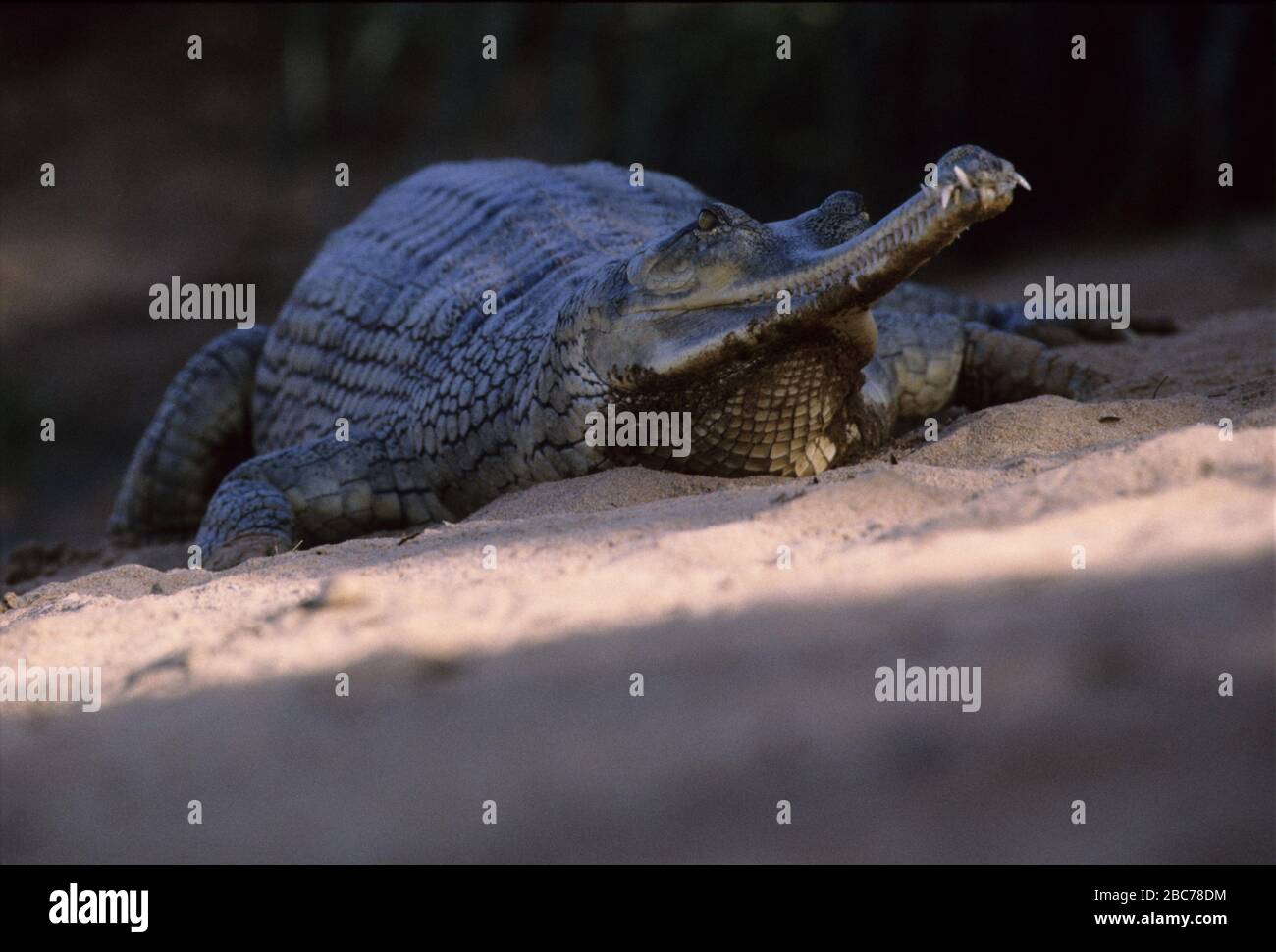 Gharial (Gavialis gangeticus), Chitwan National Park, Terai, Nepal ...
