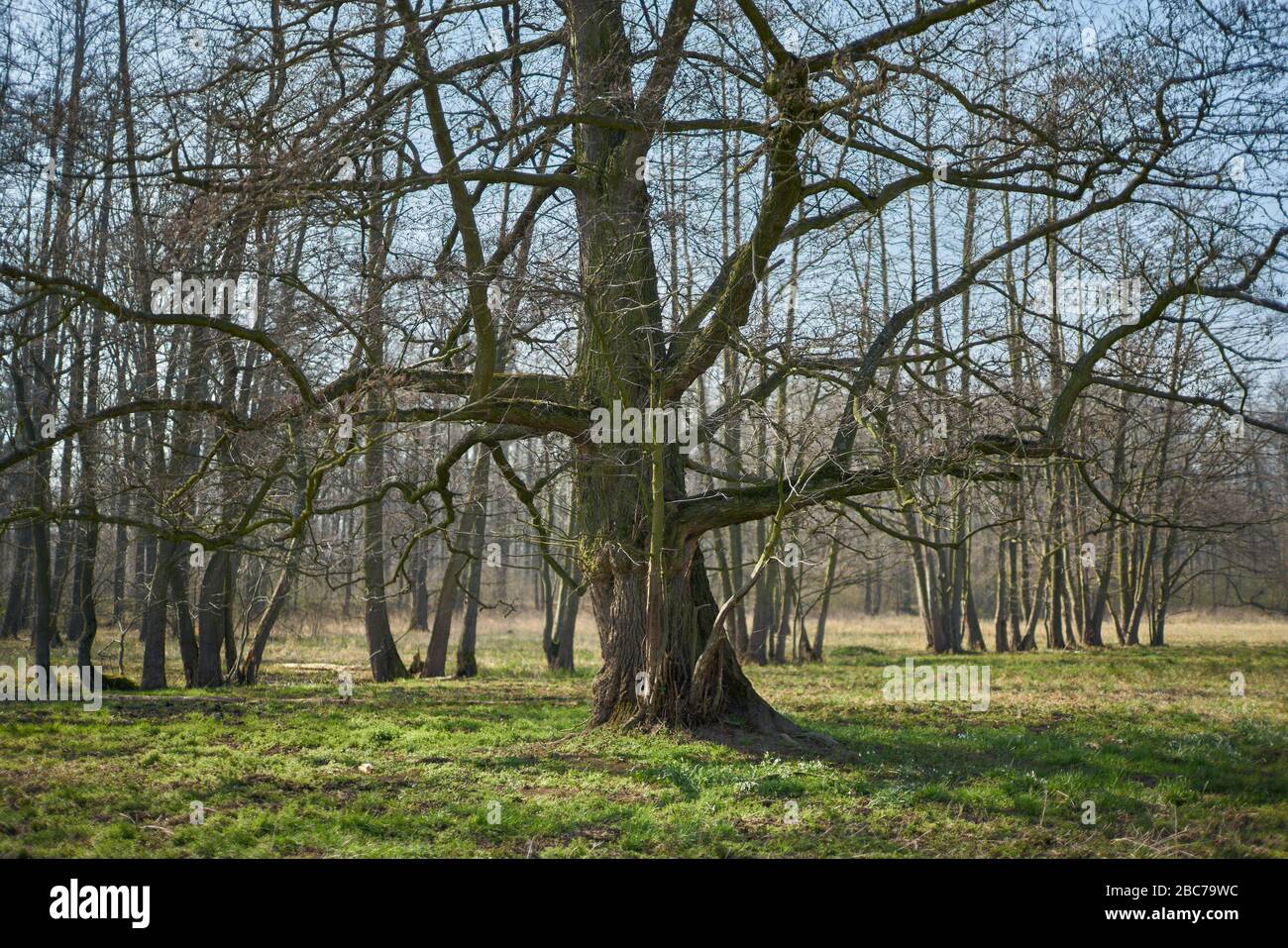 Old common oak tree in the early spring Stock Photo - Alamy
