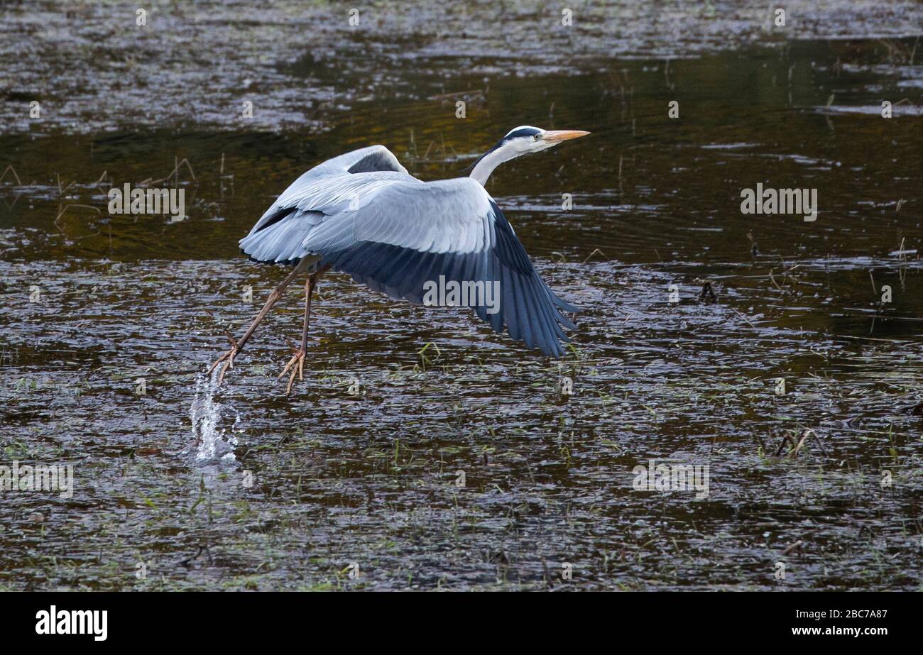 Heron holyrood park edinburgh hi-res stock photography and images - Alamy
