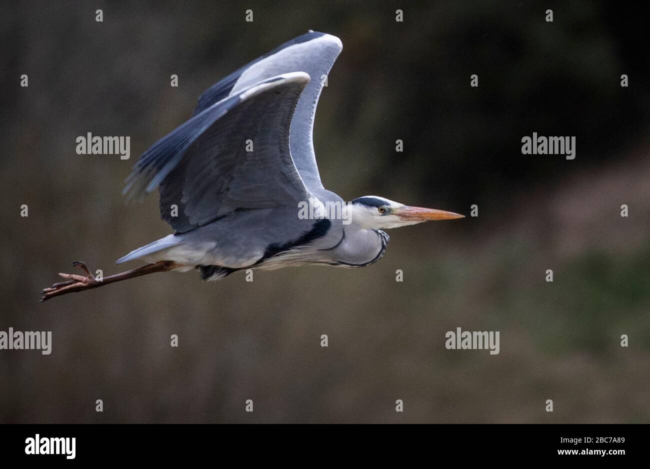 Heron holyrood park edinburgh hi-res stock photography and images - Alamy