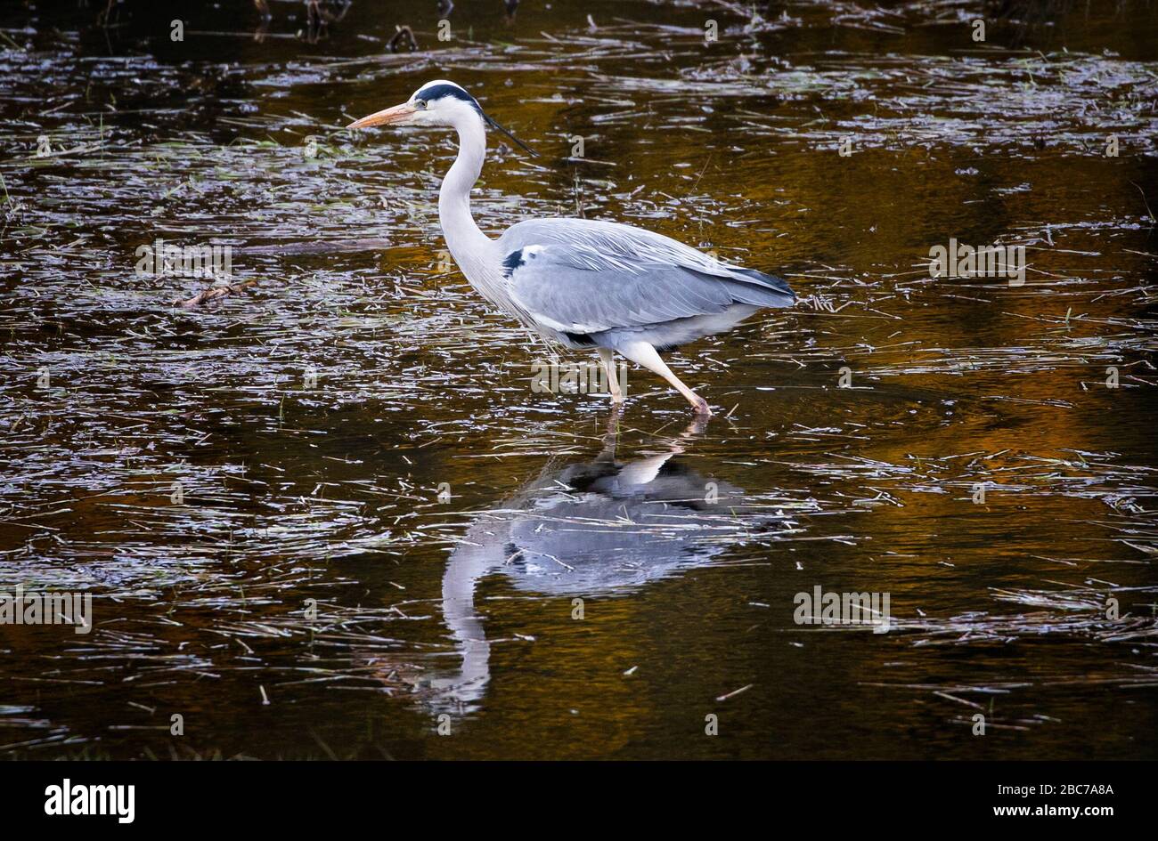 A heron flies over Hunter's Bog in Holyrood Park, Edinburgh Stock Photo ...