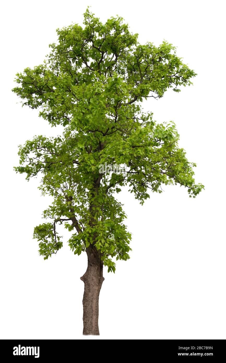 Isolated single tree on white background with clipping path Stock Photo ...