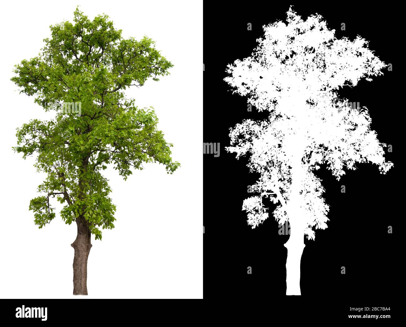 Isolated single tree on white background with clipping path and alpha ...