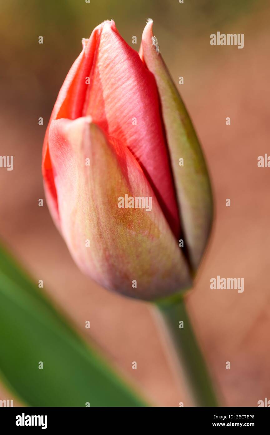 The first blooming red tulip bud in a spring flower bed Stock Photo - Alamy
