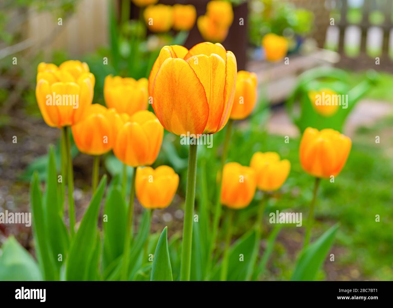 Blushing Appledorn Darwin tulips in the home garden Stock Photo - Alamy