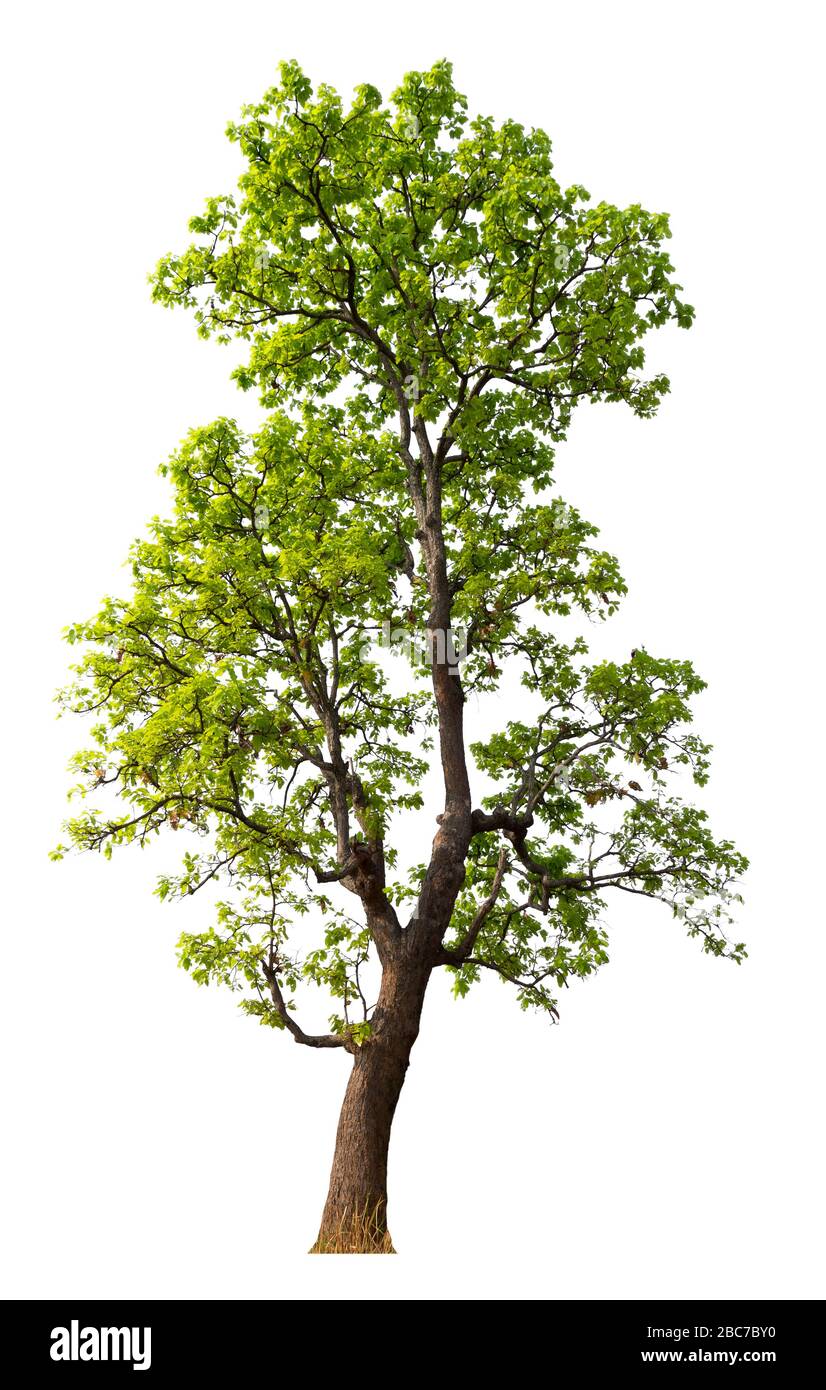 Big tree on transparent background Cut Out Stock Images & Pictures - Alamy