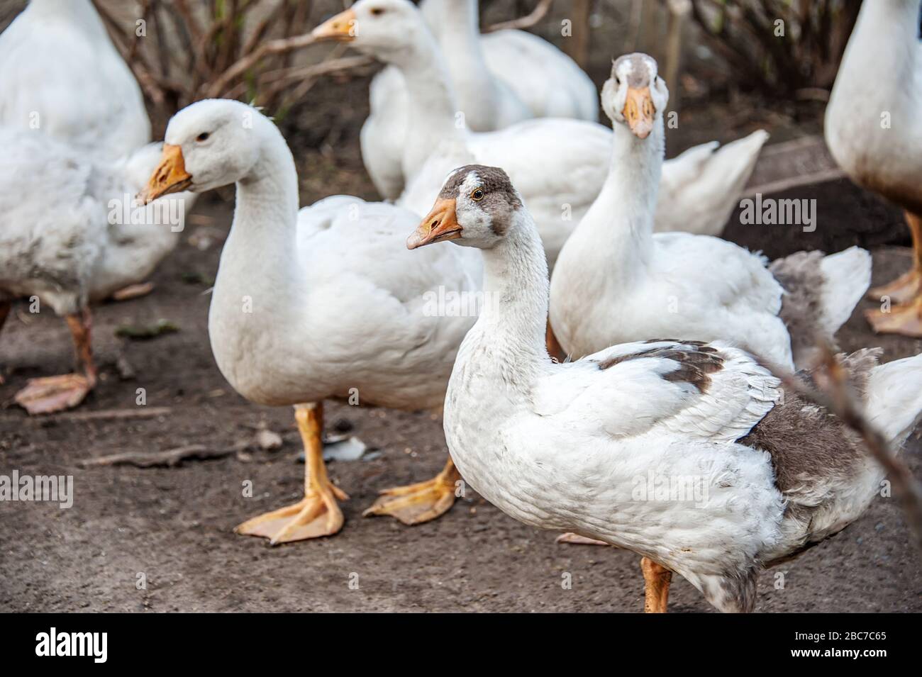 A free-range duck farm with a flock of birds. Domestic ducks, geese and ...