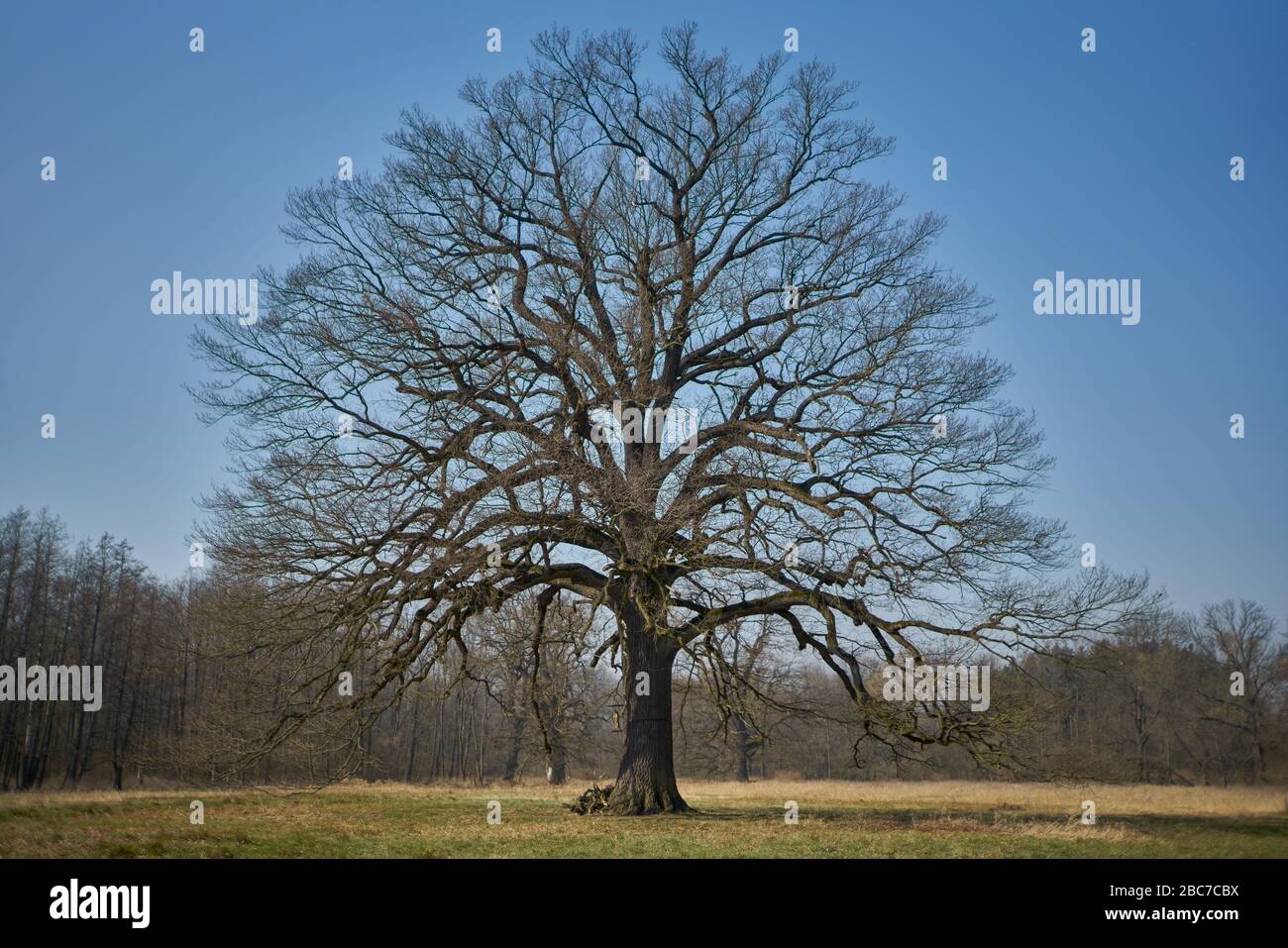 Old common oak tree in the early spring Stock Photo - Alamy