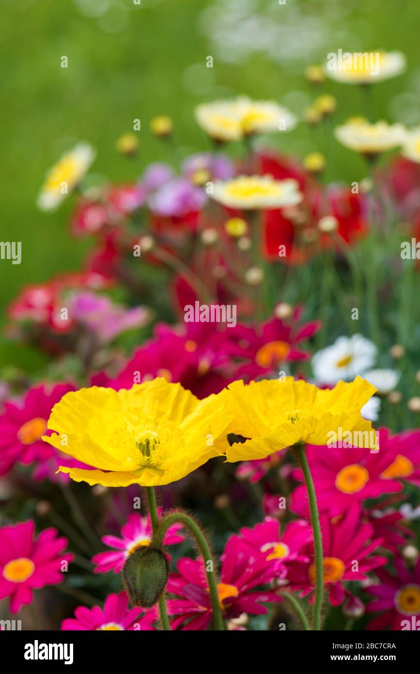 Colorful summer flowers in a garden Stock Photo - Alamy