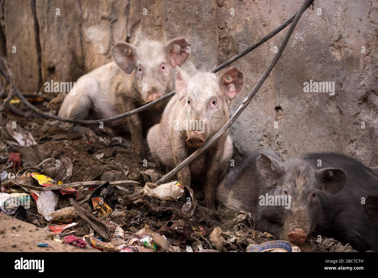 Litter of pigs hi-res stock photography and images - Alamy