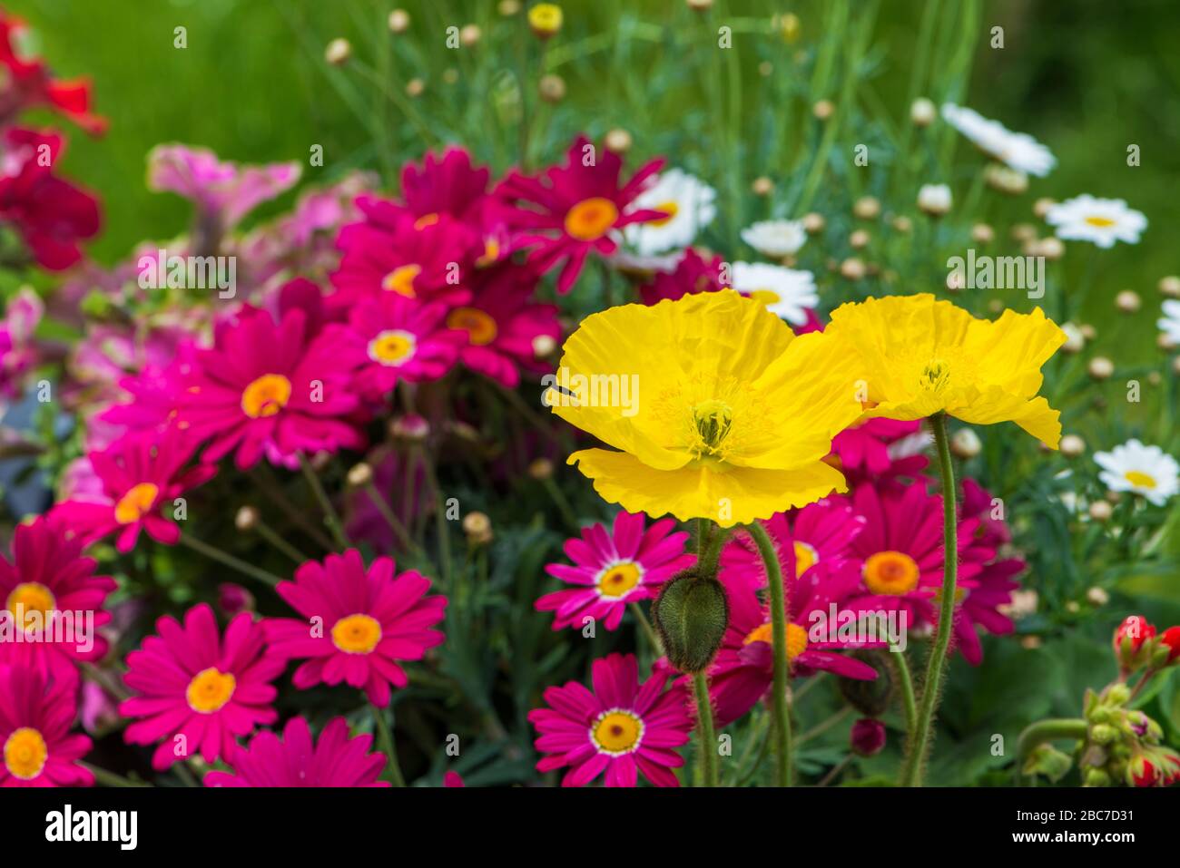 Colorful summer flowers in a garden Stock Photo - Alamy