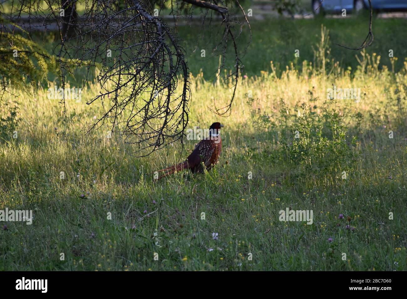 In the meadow with field flowers, under a tree, in the shade, stands a ...