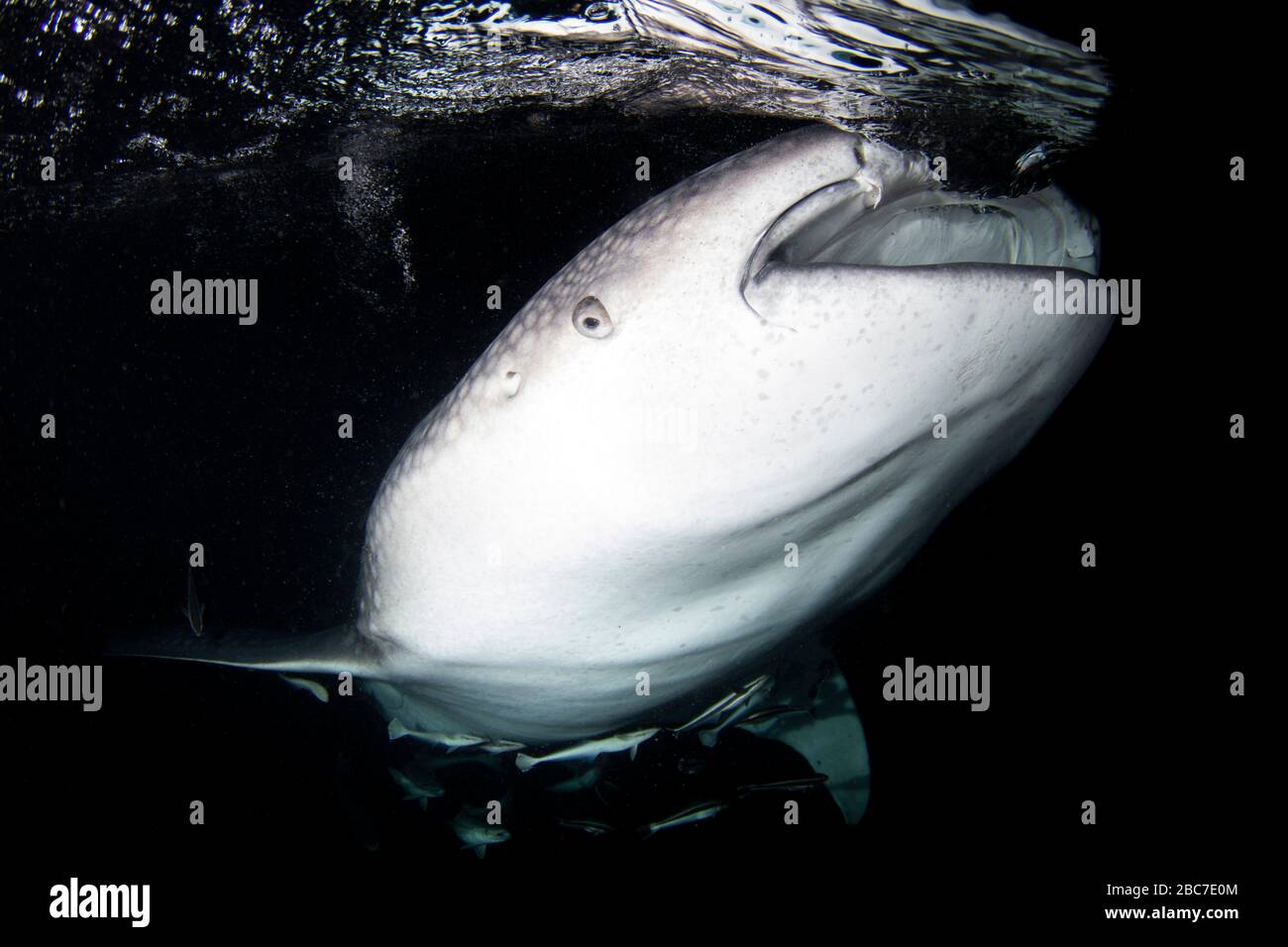 Giant shark mouth hi-res stock photography and images - Alamy