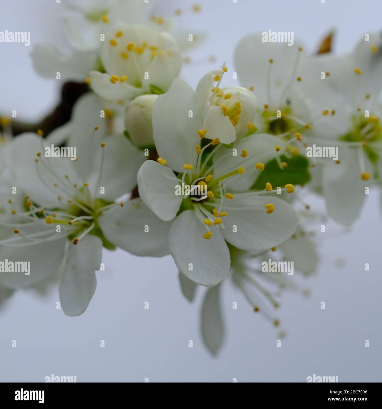 Damson Blossom, Prunus domestica, insititia, Damson Plum, White Flower ...