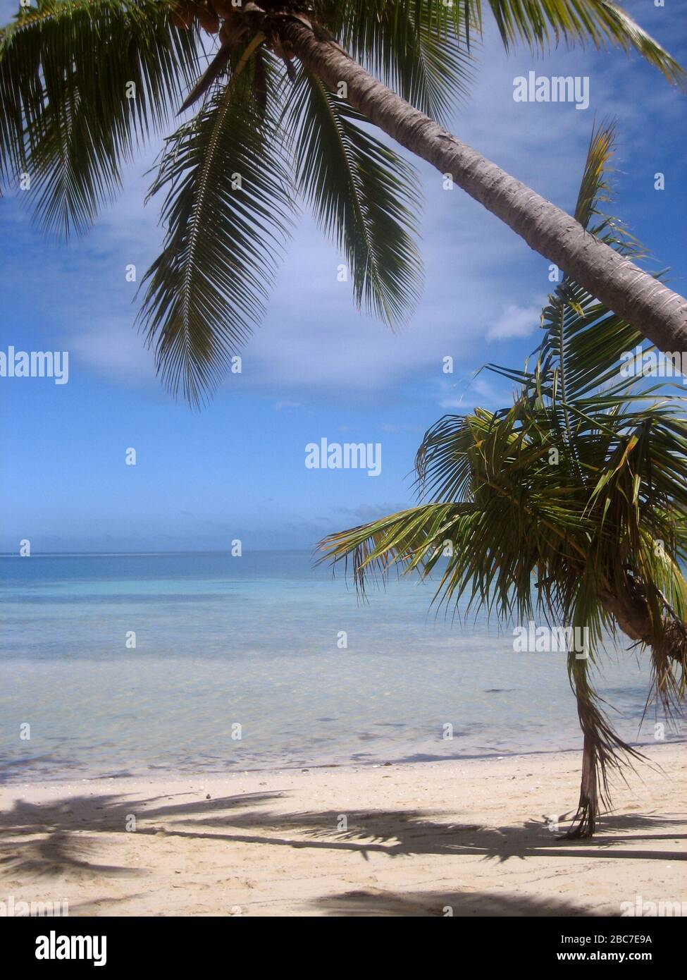 Palm tree on beach against sky Stock Photo - Alamy