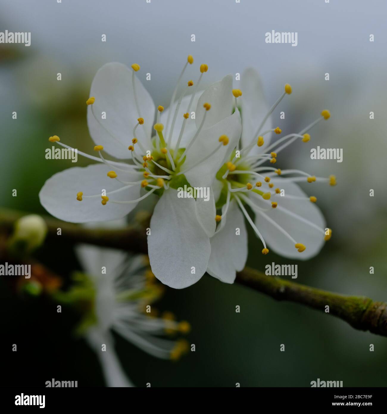 Damson Blossom, Prunus domestica, insititia, Damson Plum, White Flower ...