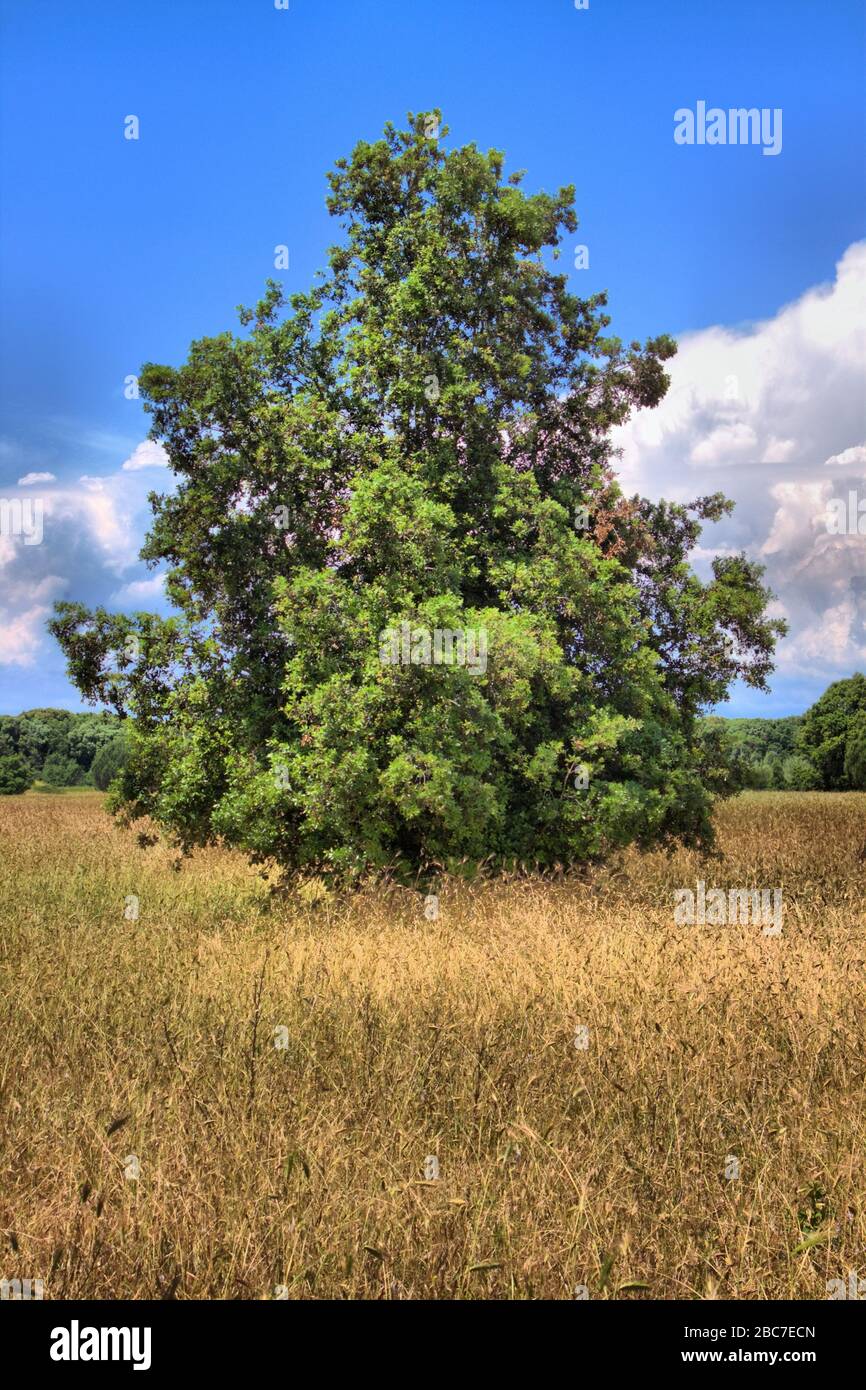 Holm oak tree. The botanical family of holm oak is fagaceae trees Stock ...