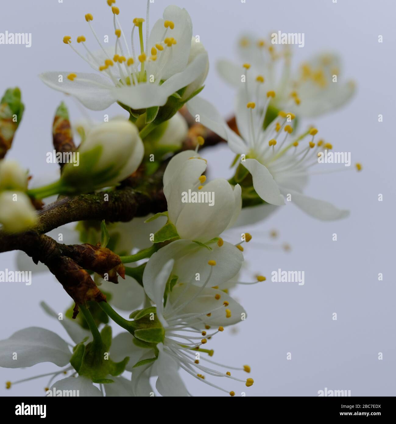 Damson Gin High Resolution Stock Photography and Images - Alamy