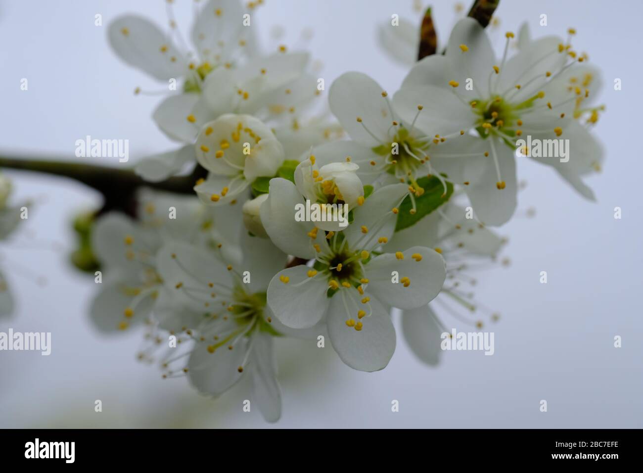 Damson gin hi-res stock photography and images - Alamy