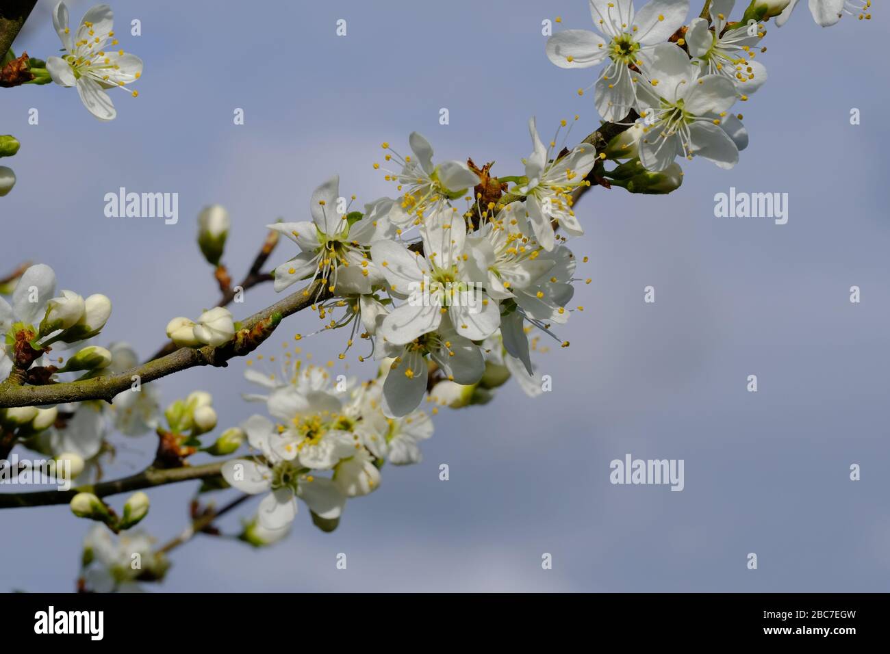 Rich colonies hi-res stock photography and images - Alamy